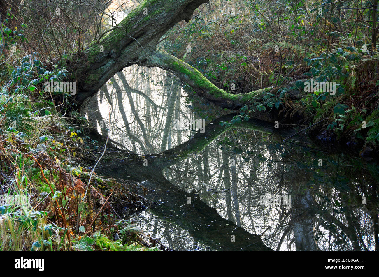 Fallen tree and reflections in small watercourse at Alderfen nature ...