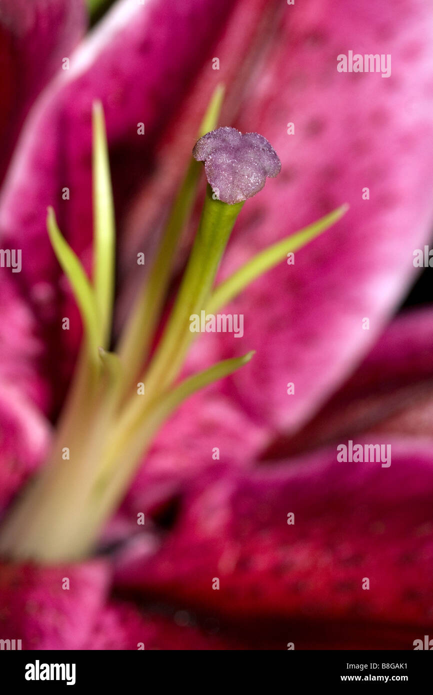 Gynoecium hi-res stock photography and images - Alamy