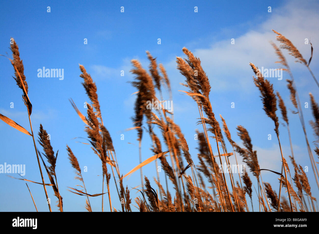 Seedheads blue background hi-res stock photography and images - Alamy