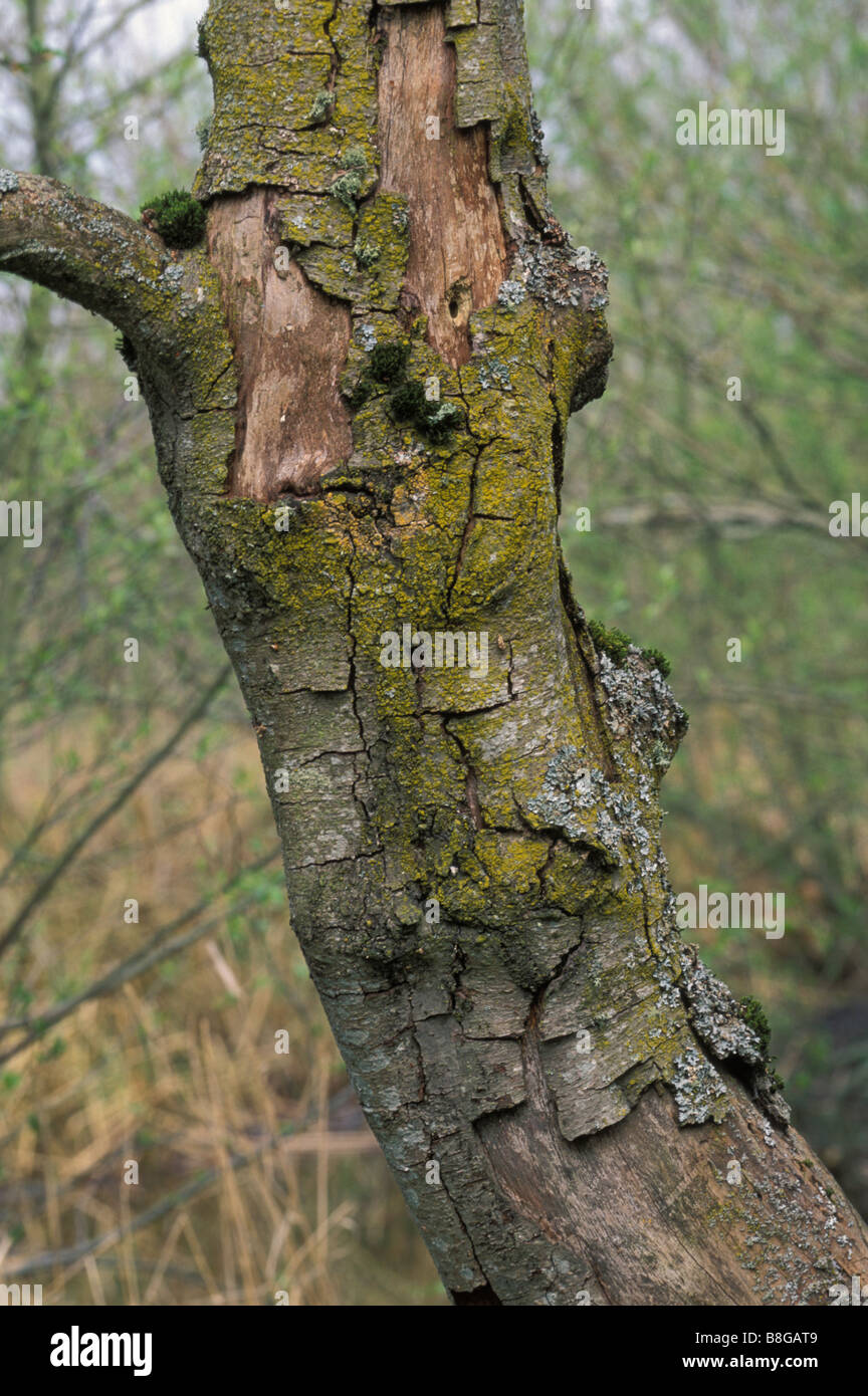 dead tree in swamp Stock Photo - Alamy