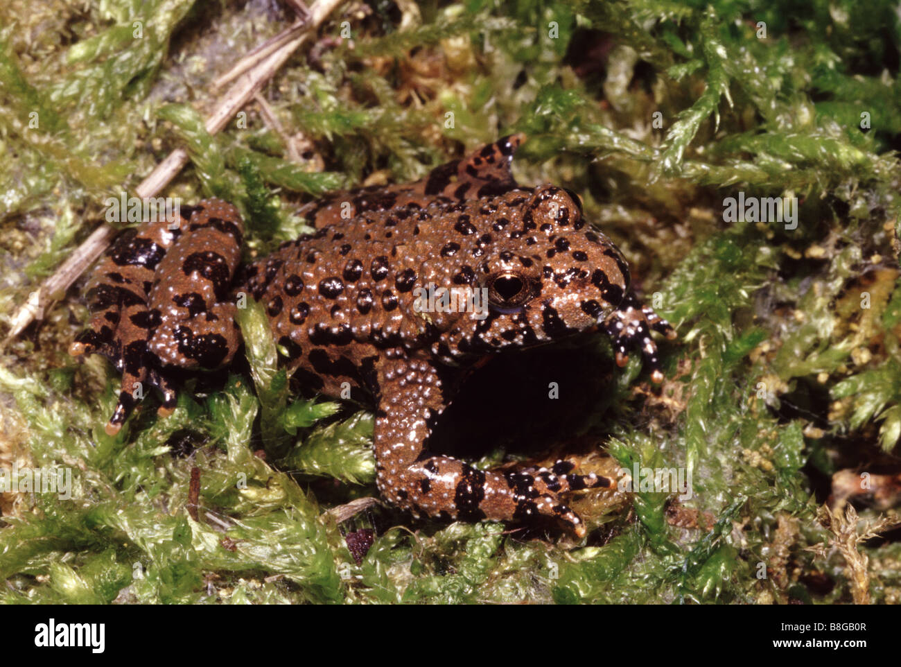 Bombina orientalis, Oriental fire-bellied toad Stock Photo - Alamy