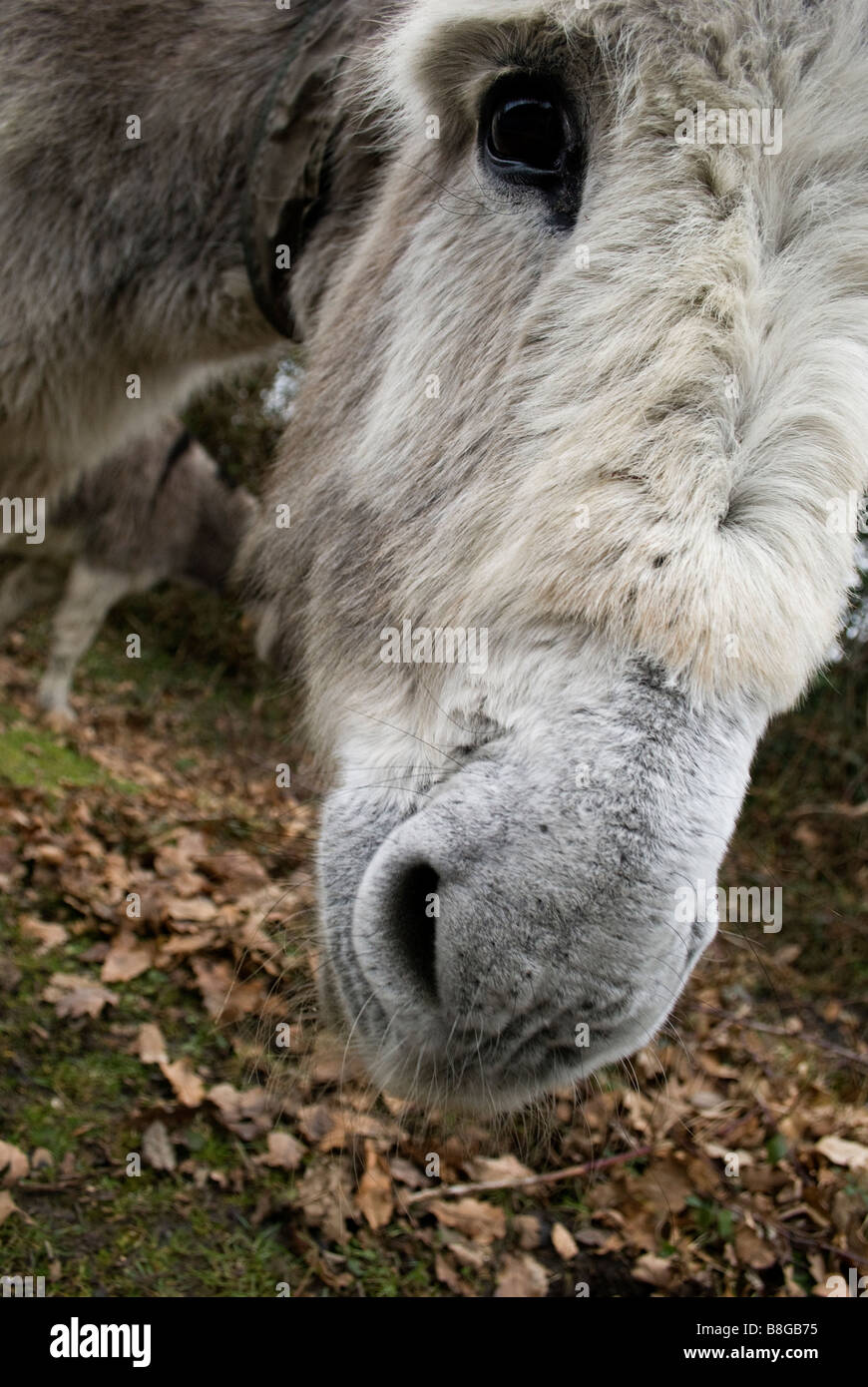 Like donkey and horse hi-res stock photography and images - Alamy