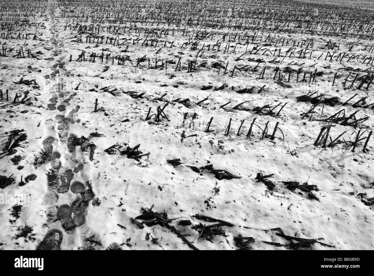 Cut off line Black and White Stock Photos & Images - Alamy