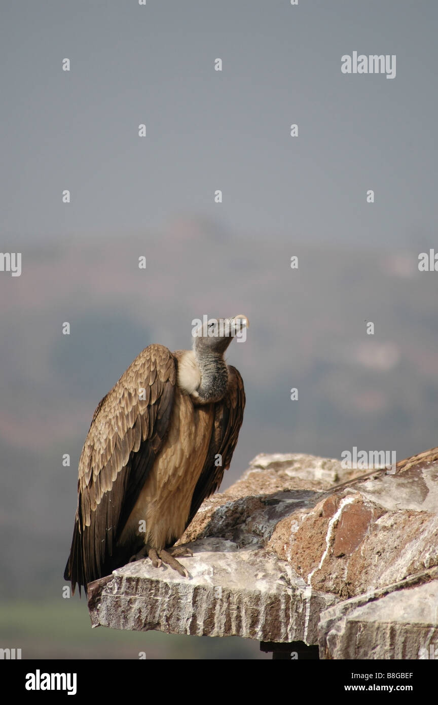Vulture Orchha High Resolution Stock Photography and Images - Alamy