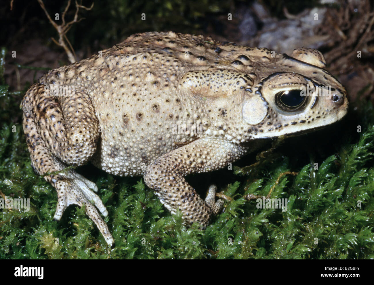 Asian common toad duttaphrynus melanostictus hi-res stock photography ...