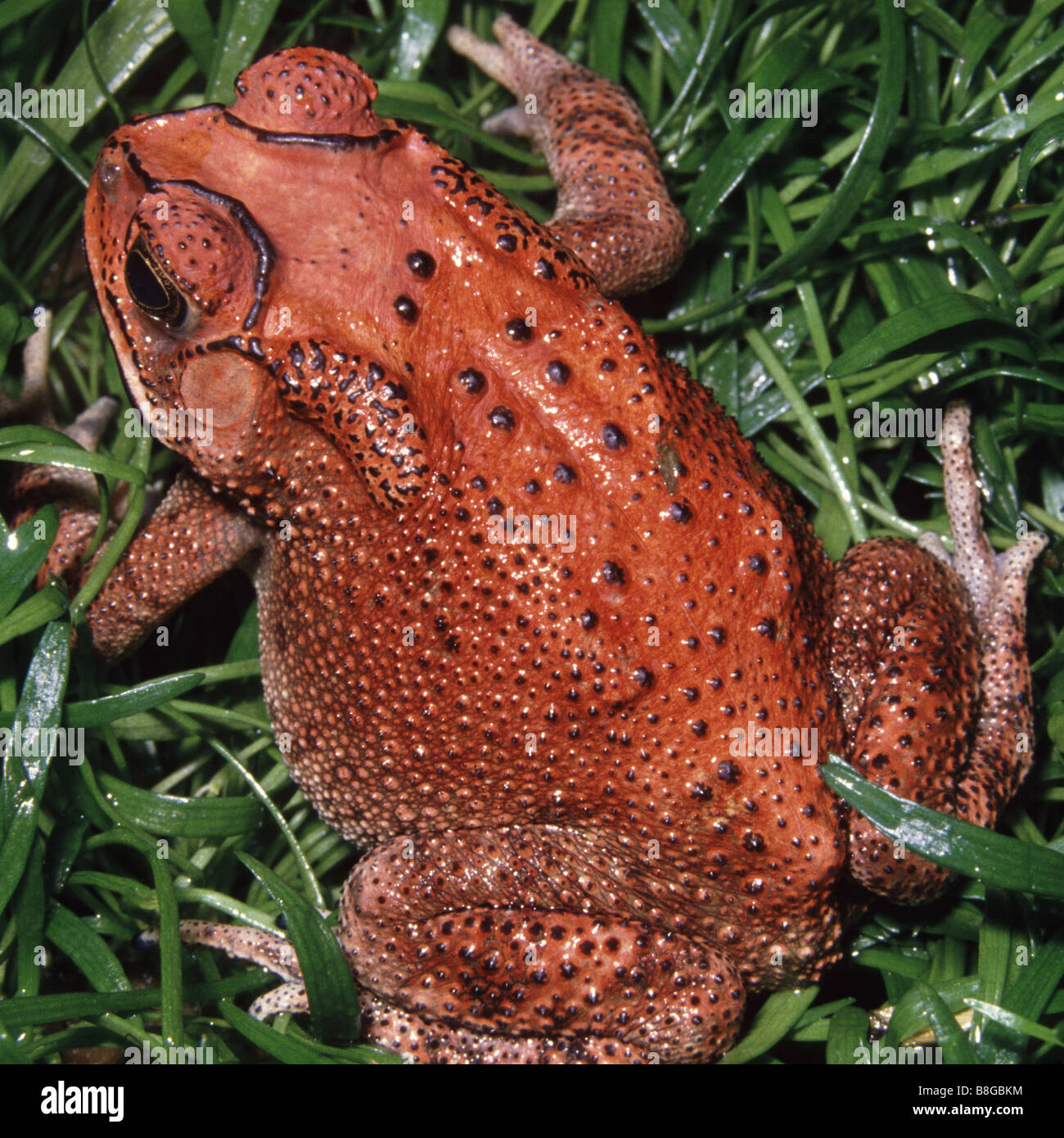 Duttaphrynus melanostictus, Asian toad (Red morph Stock Photo - Alamy
