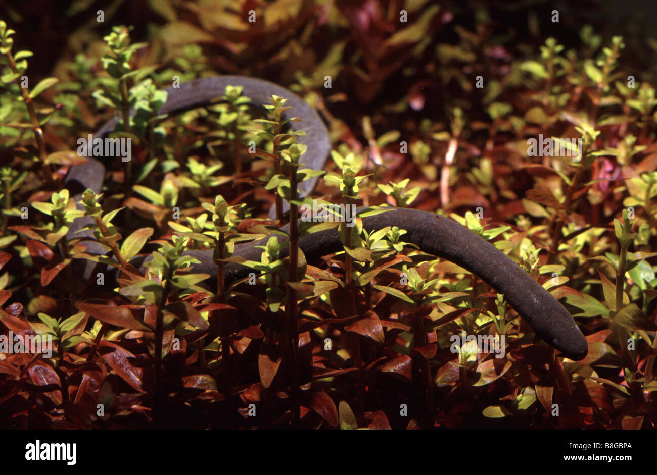 Typhlonectes natans, aquatic caecilian Stock Photo - Alamy