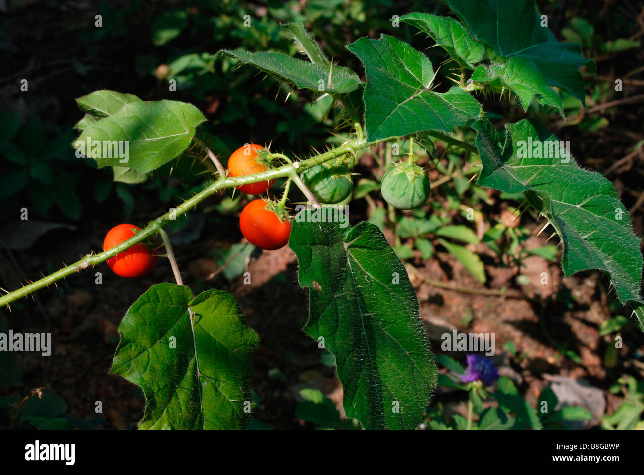 Surattense night shade hi-res stock photography and images - Alamy