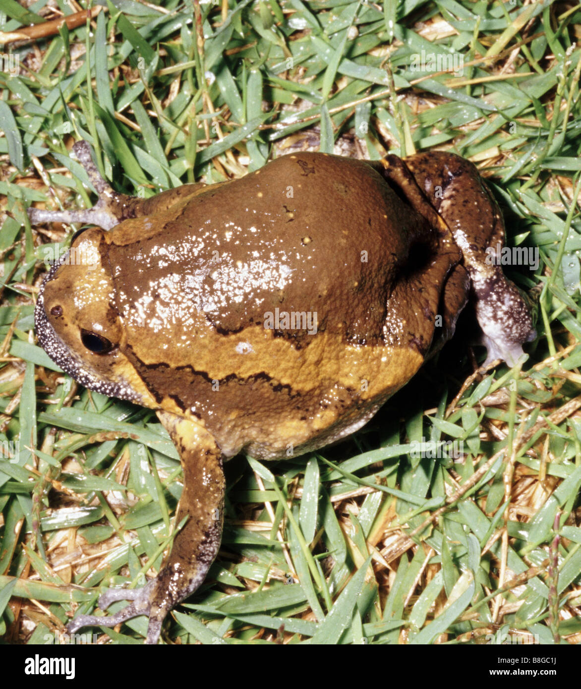 Kaloula pulchra, Malayan Narrow-mouthed toad Stock Photo - Alamy