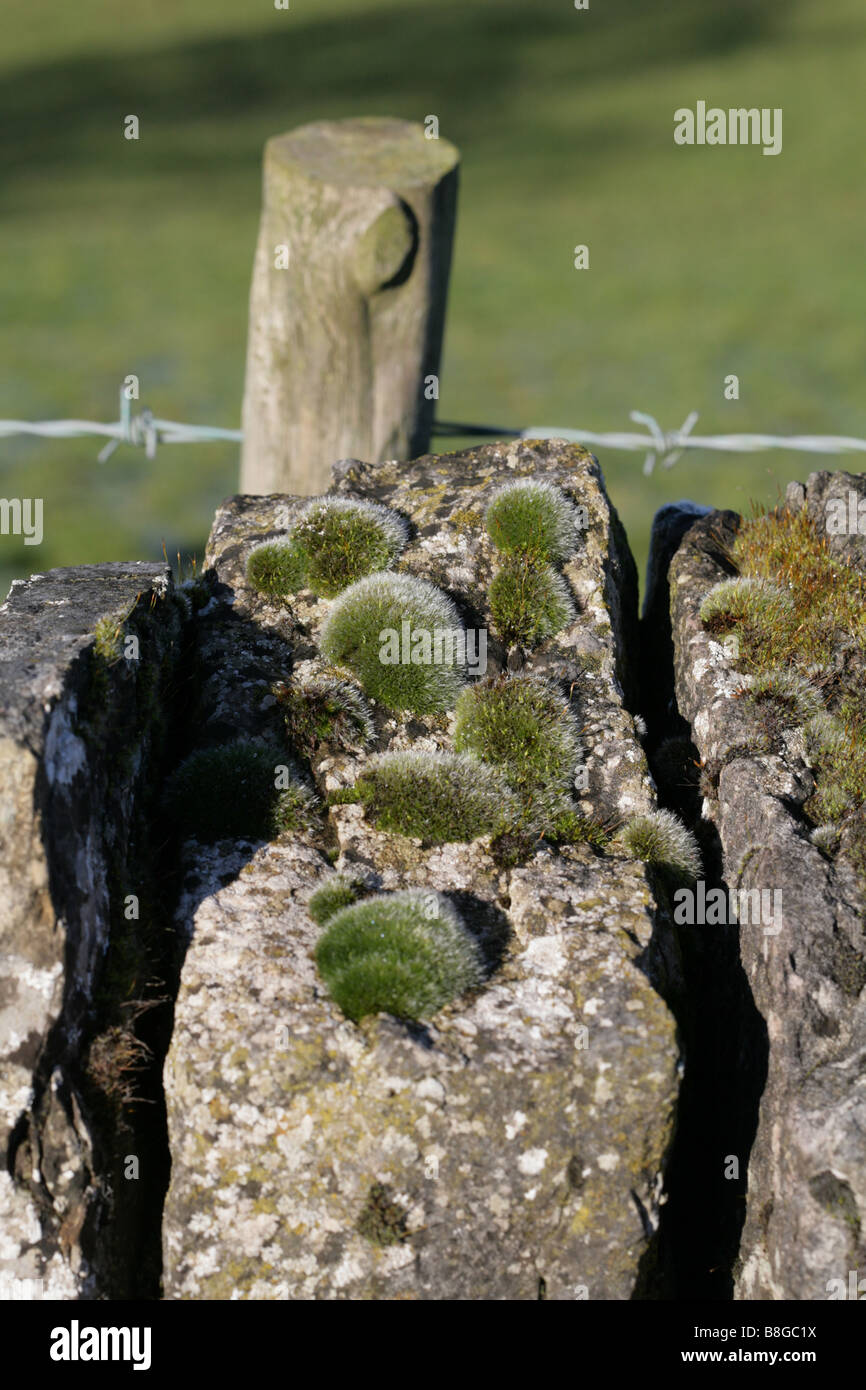 Clumps of moss on a drystone wall Manifold Valley Staffordshire Stock ...