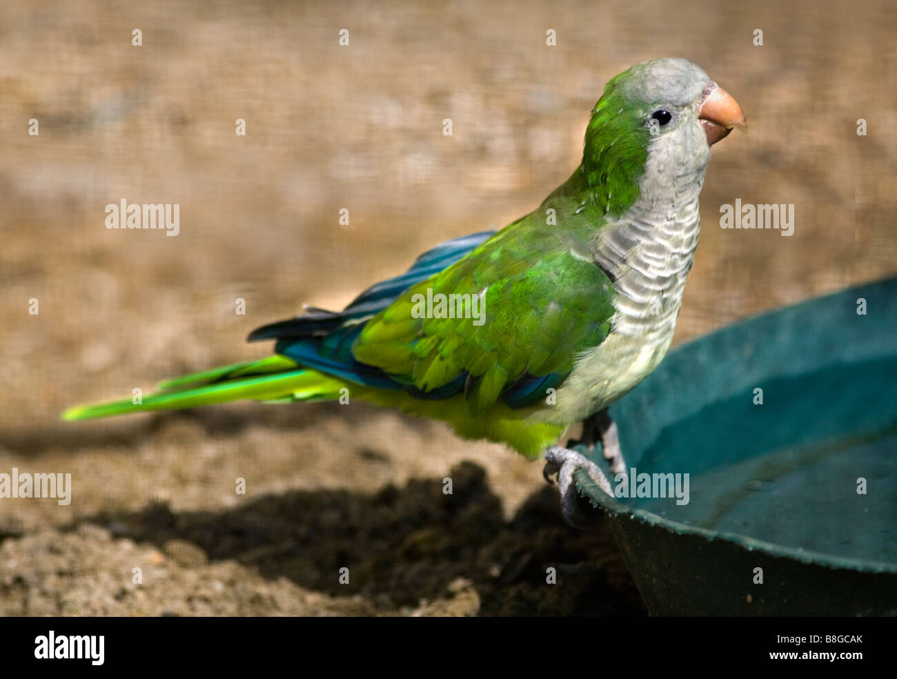 Australian parakeets hi-res stock photography and images - Alamy