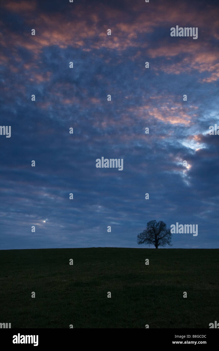 Single tree after sunset hi-res stock photography and images - Alamy