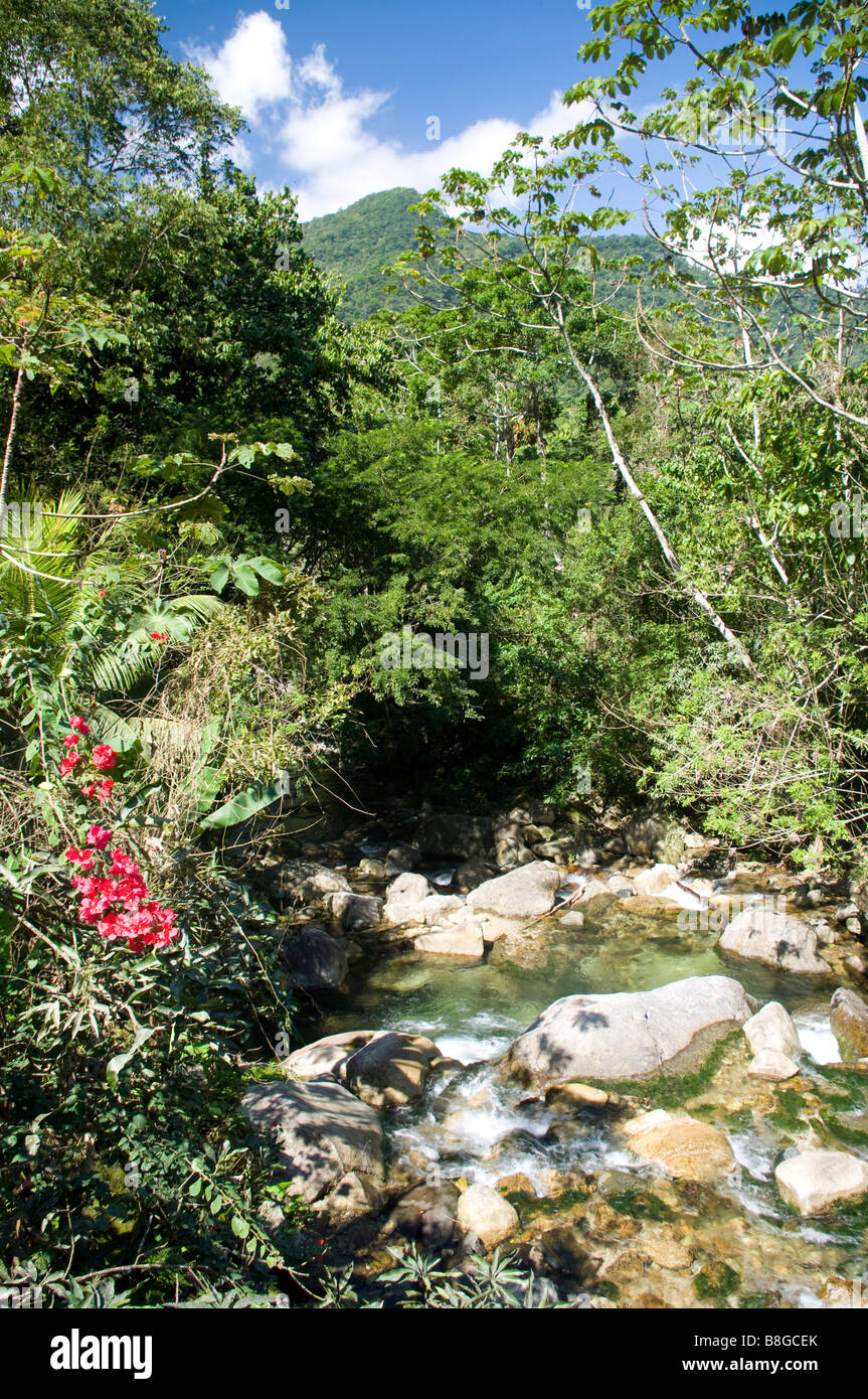 Pico Bonito National Park, and a side stream of Rio Cangrejal, Honduras ...