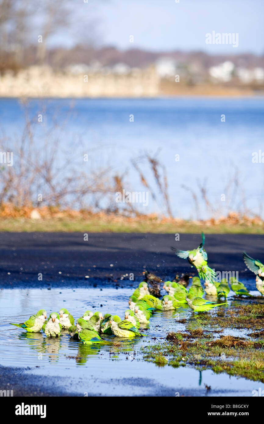 Monk parrots flocking around water Stock Photo - Alamy