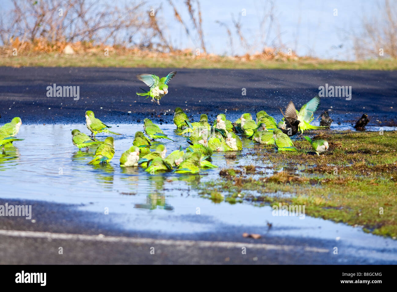 Monk parrots flocking around water Stock Photo - Alamy