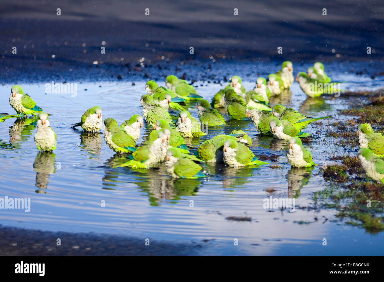 Monk parrots flocking around water Stock Photo - Alamy