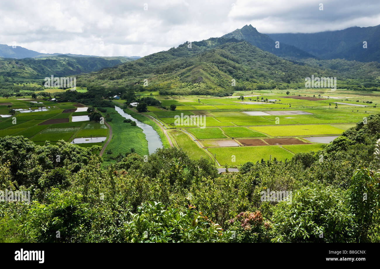 Taro fields along the Hanalei River North Kauai Hawaii USA Stock Photo ...