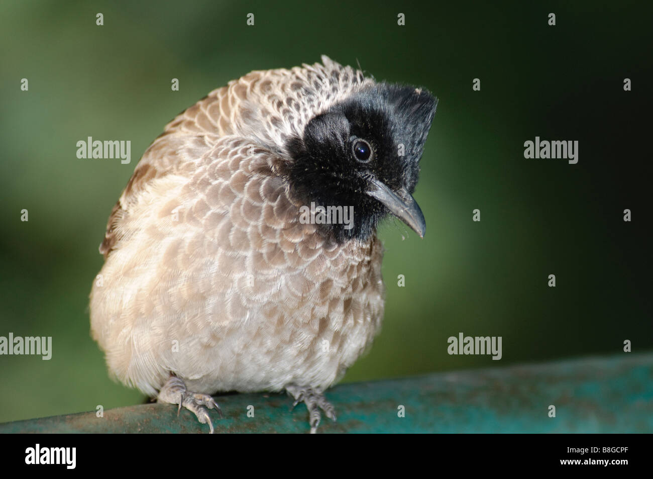 Red-vented Bulbul Pycnonotus cafer sitting on a handrail Stock Photo ...