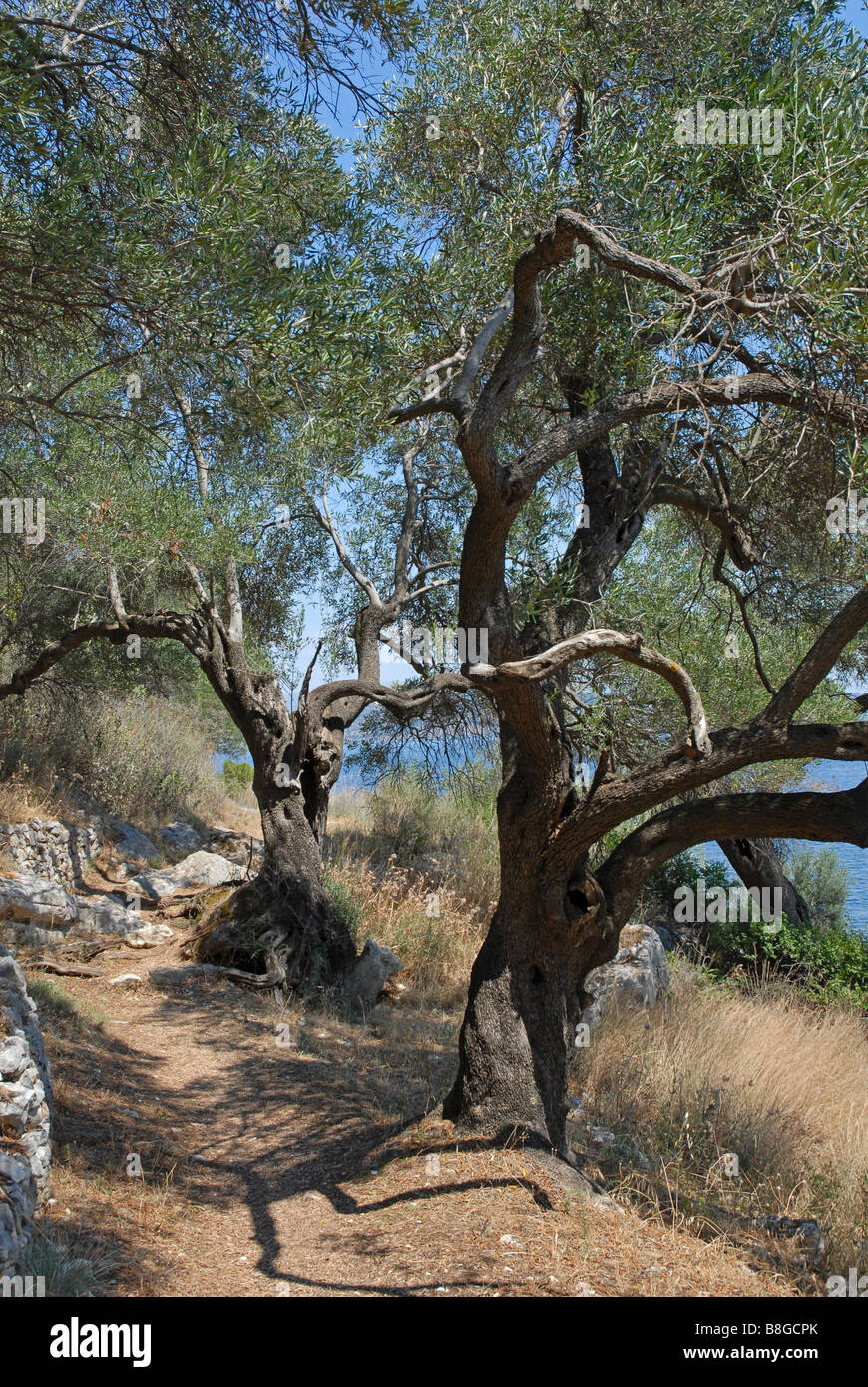 Ancient olive trees growing alongside sandy path beside the sea, Corfu ...