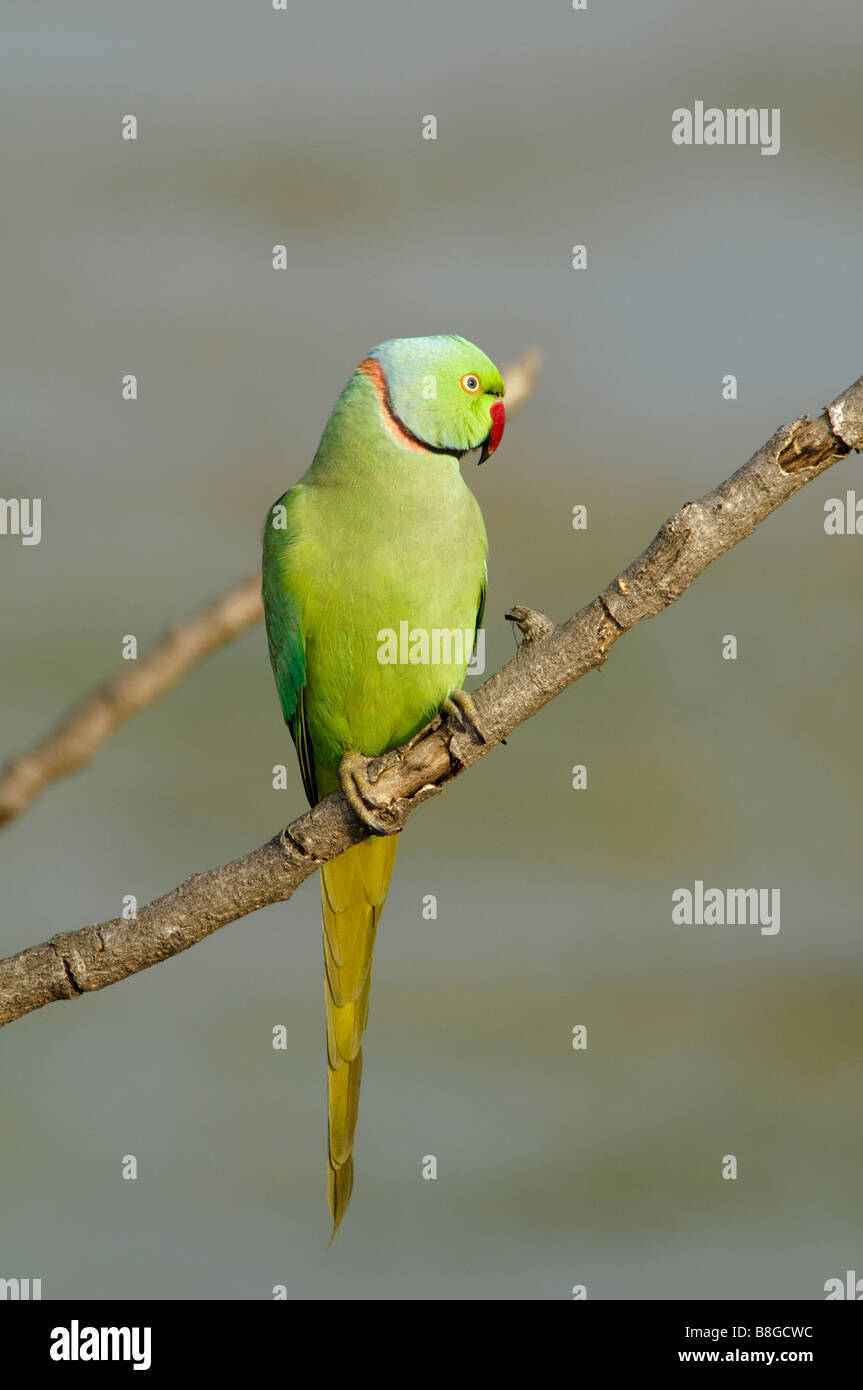 male Indian Rose-ringed Parakeet Psittacula krameri manillensis sitting ...