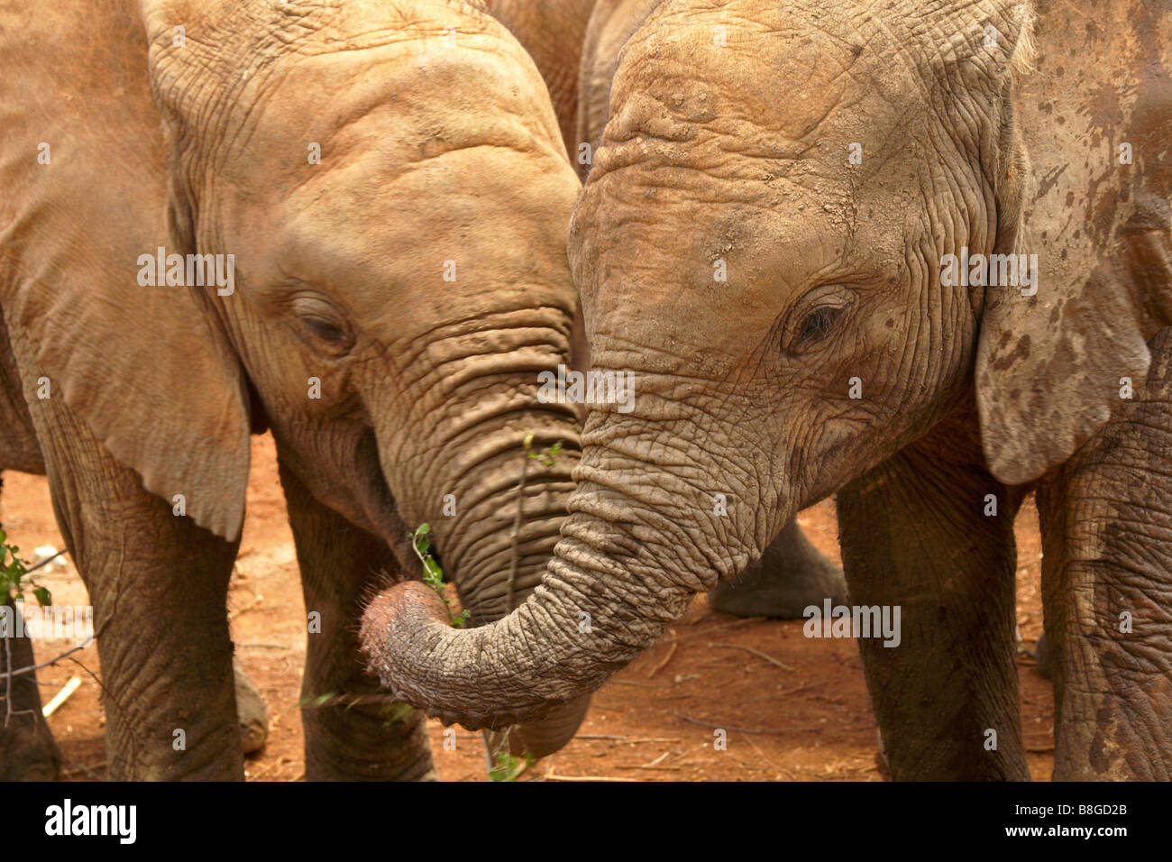 Young African elephants greeting each other Stock Photo - Alamy