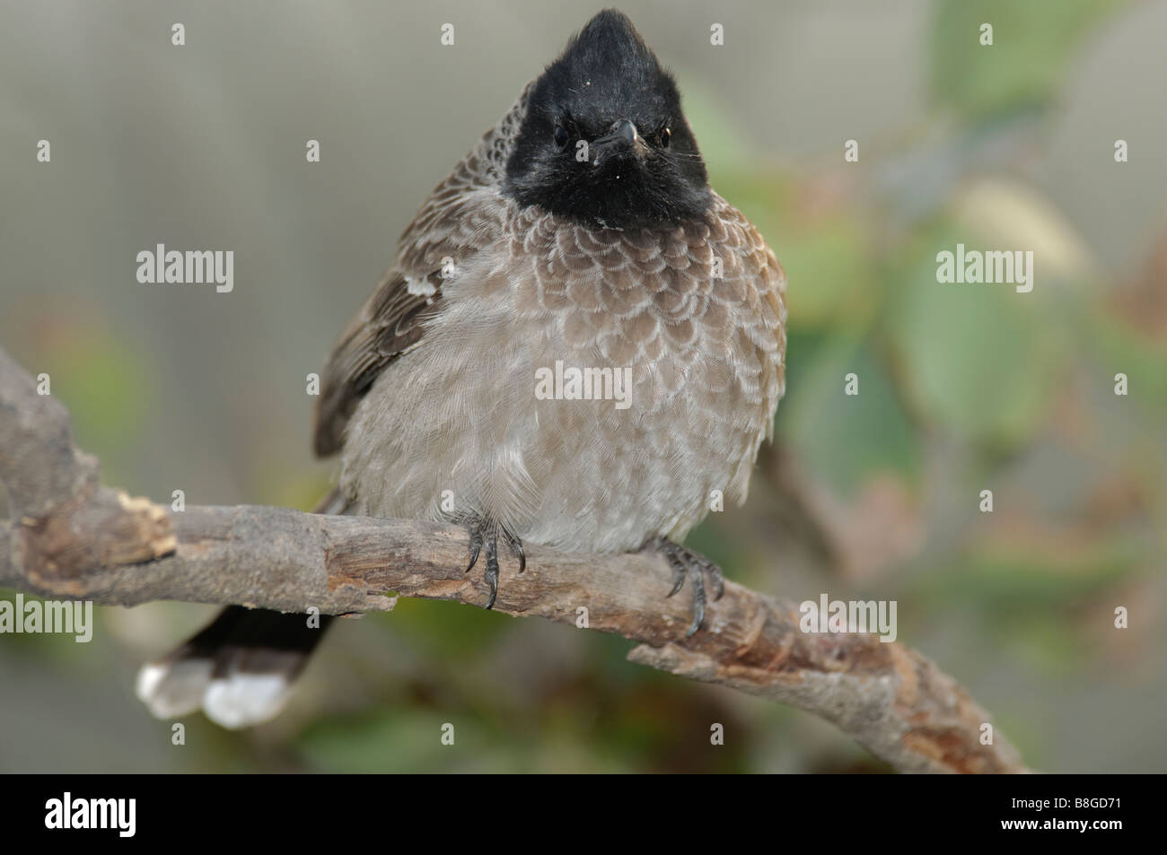 Red-vented Bulbul Pycnonotus cafer sitting on a branch Stock Photo - Alamy