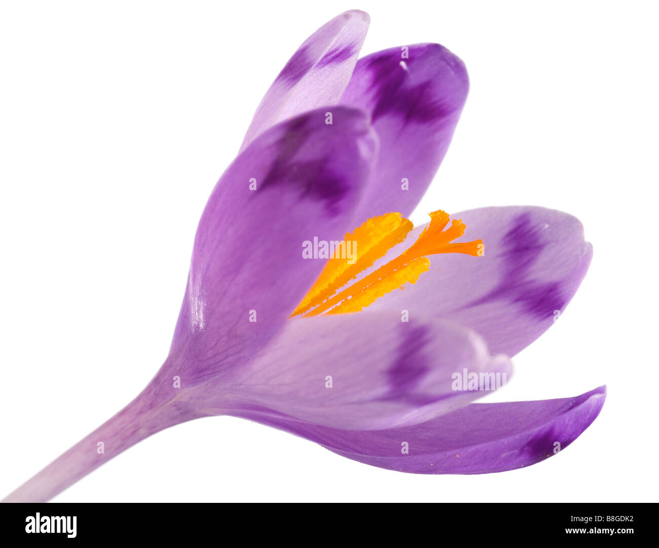 Single white crocus hi-res stock photography and images - Alamy