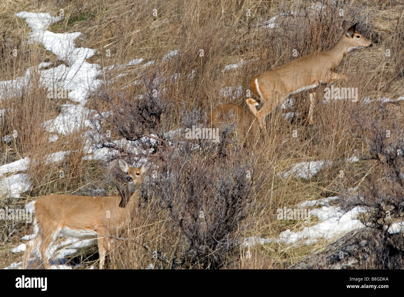 Blend with environment hi-res stock photography and images - Alamy