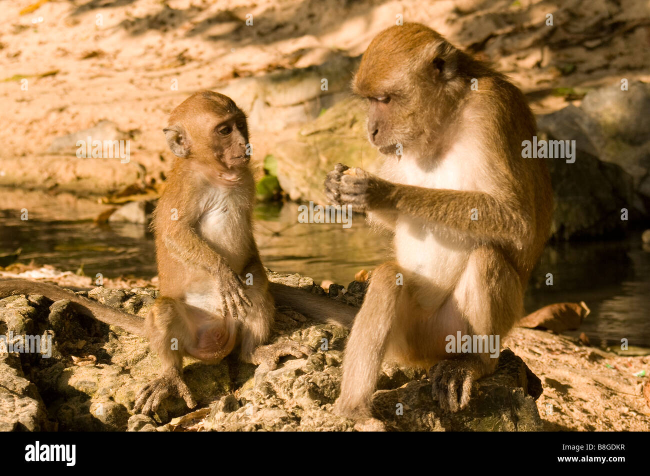 Long-Tailed Macaque Monkey sharing food with its young Stock Photo - Alamy