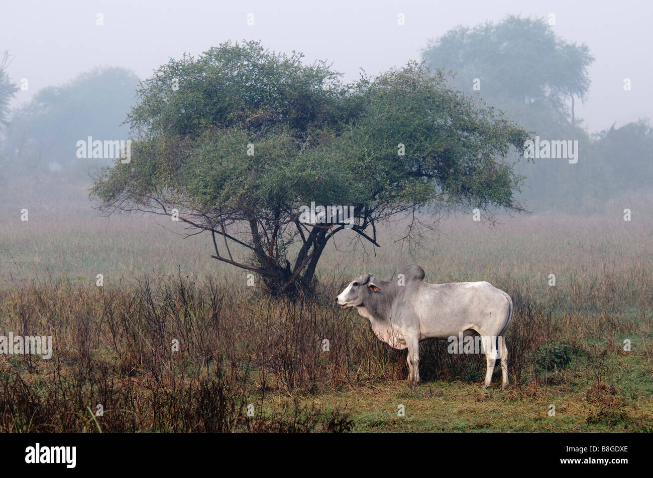 Indian cow zebu Bos primigenius indicus standing by the tree in a foggy ...