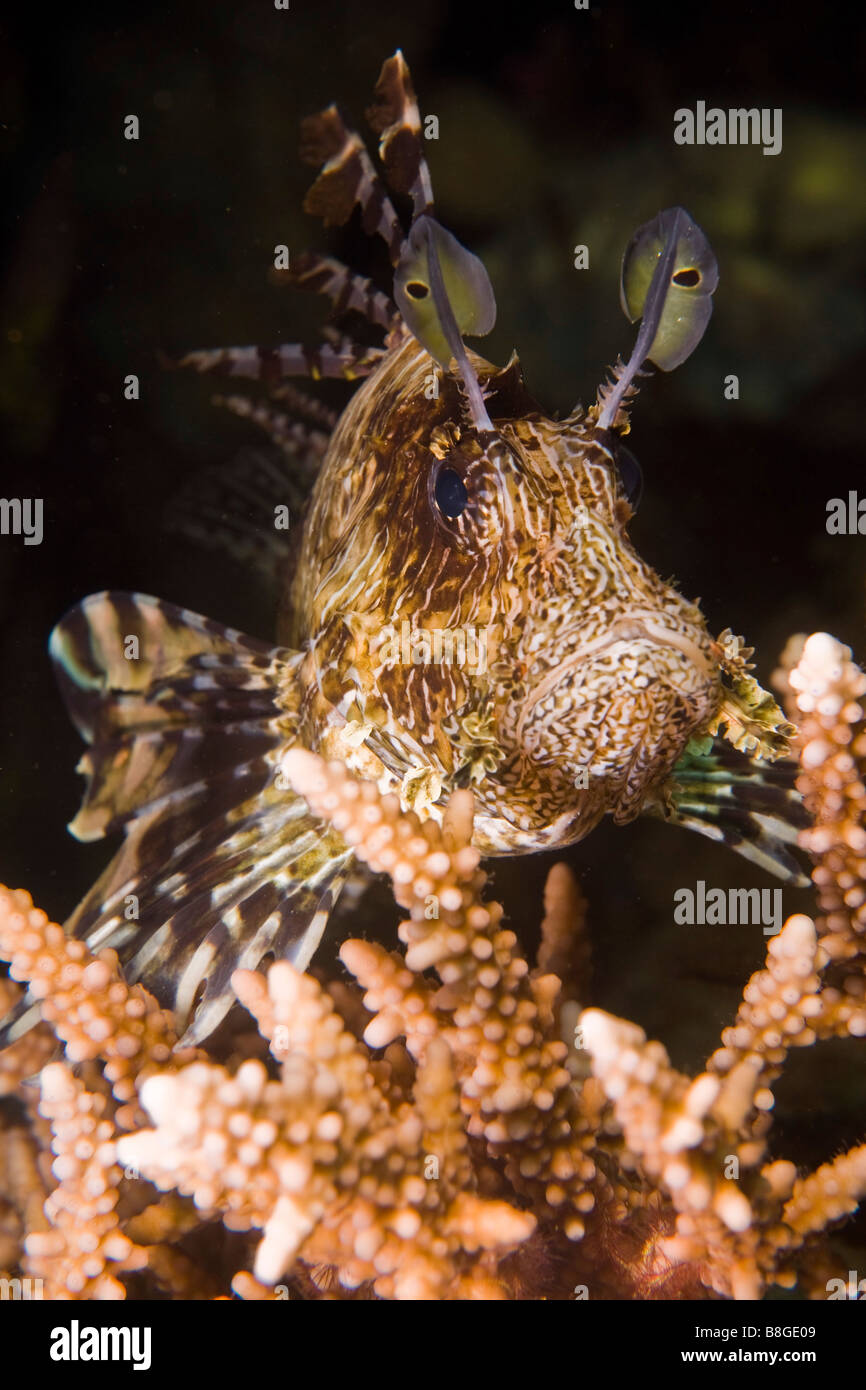 Israel Eilat Red Sea Underwater photograph of a common Lionfish Pterois ...