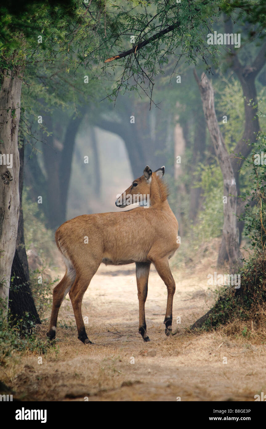 female Nilgai Boselaphus tragocamelus Stock Photo - Alamy