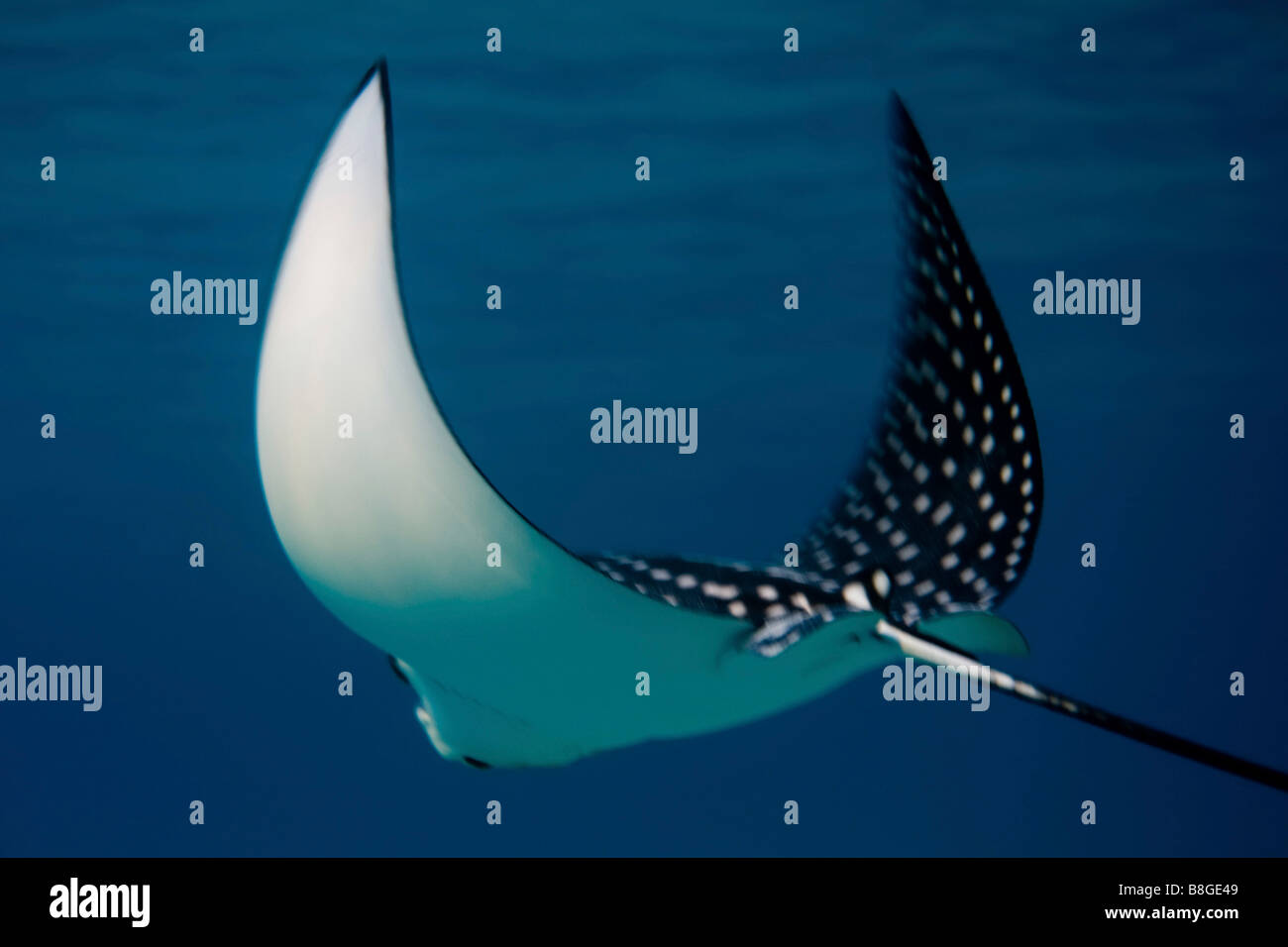 Israel Eilat Red Sea Underwater photograph of a manta ray Manta ...