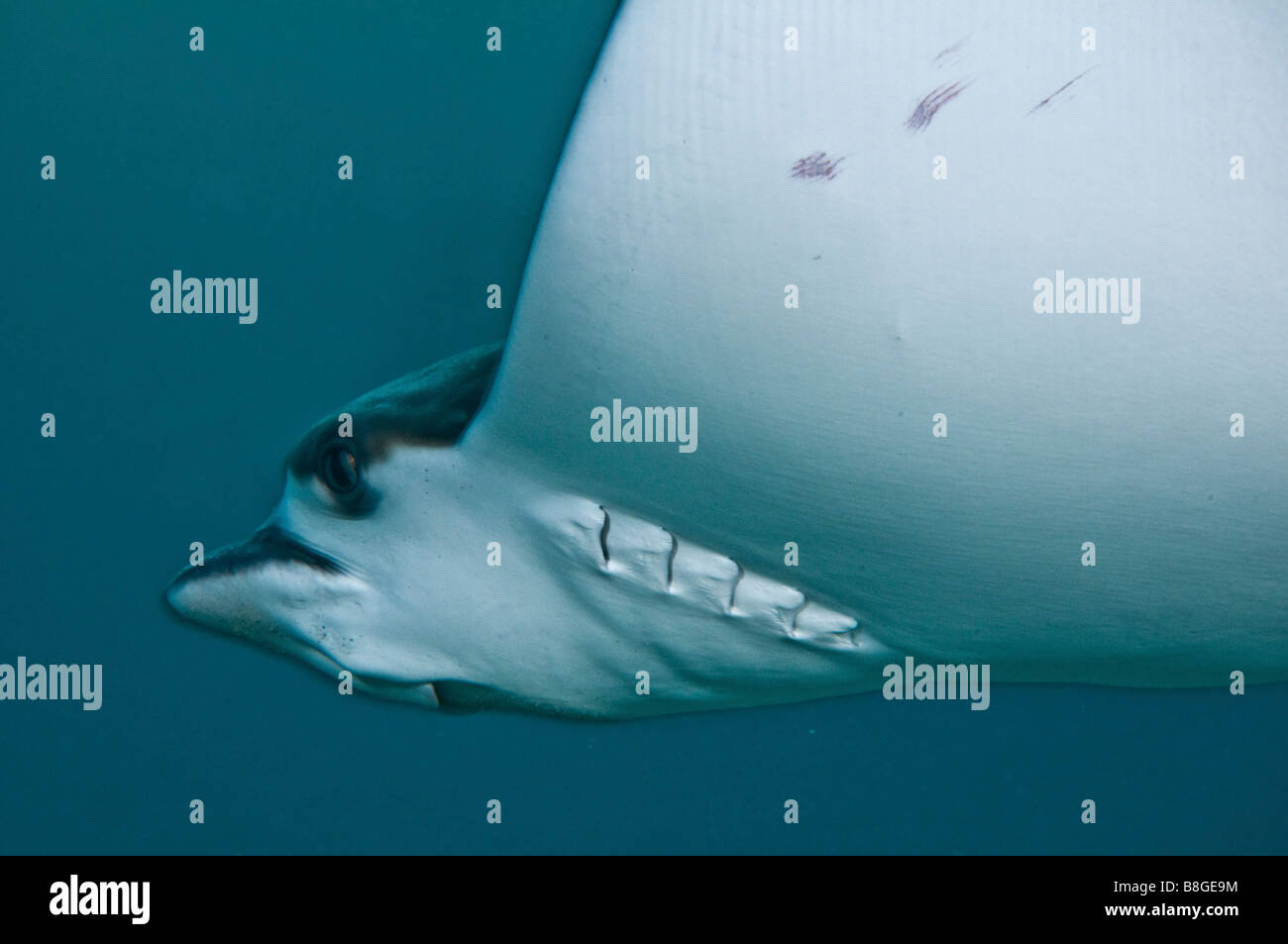 Israel Eilat Red Sea Underwater photograph of a manta ray Manta ...