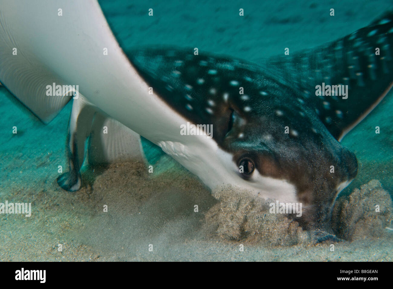 Israel Eilat Red Sea Underwater photograph of a manta ray Manta ...