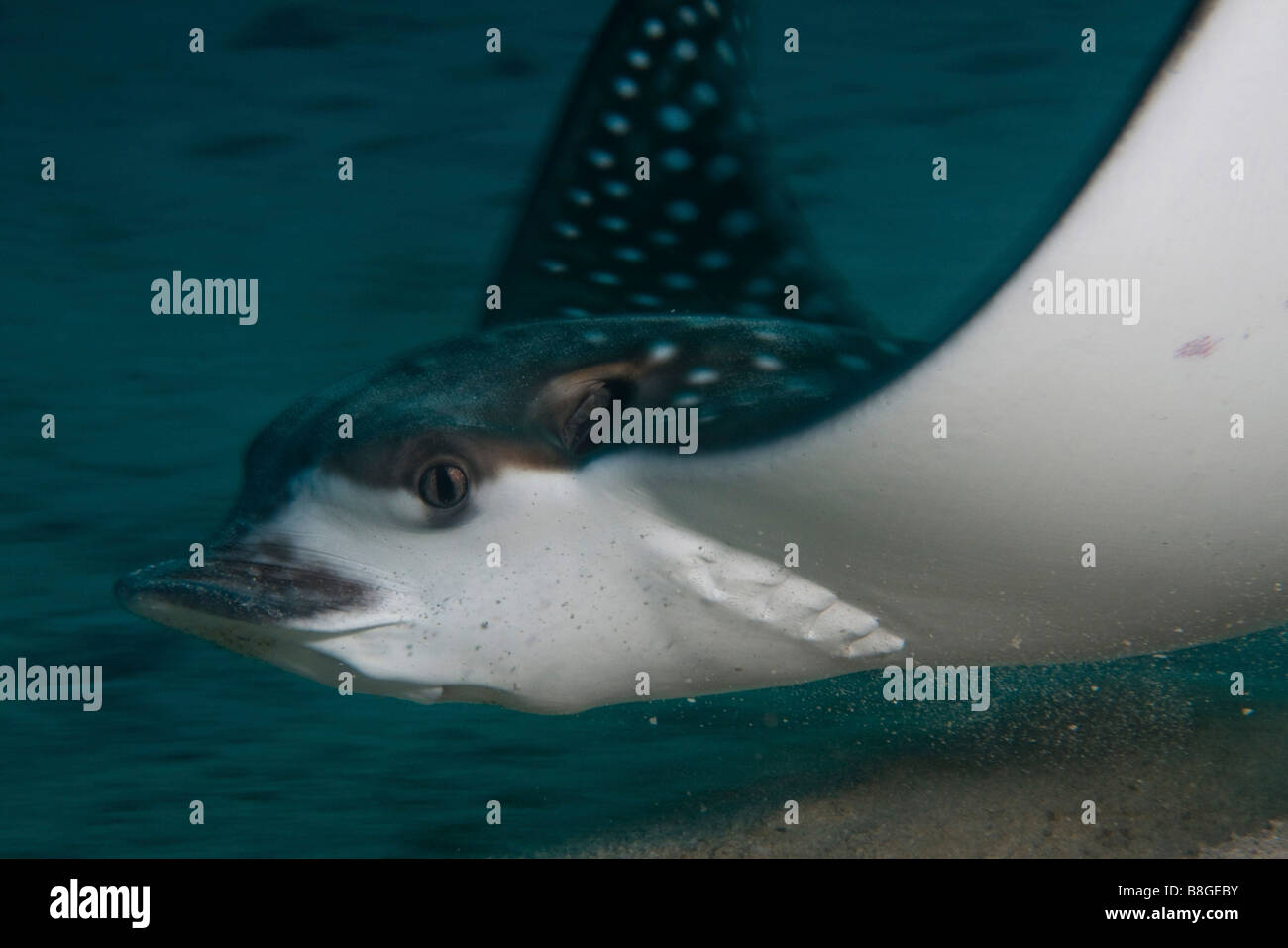 Israel Eilat Red Sea Underwater photograph of a manta ray Manta ...