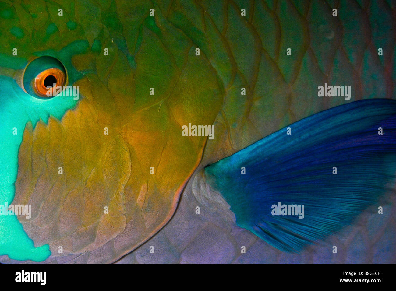 Israel Eilat Red Sea Underwater photograph of a Rusty parrotfish scarus ...