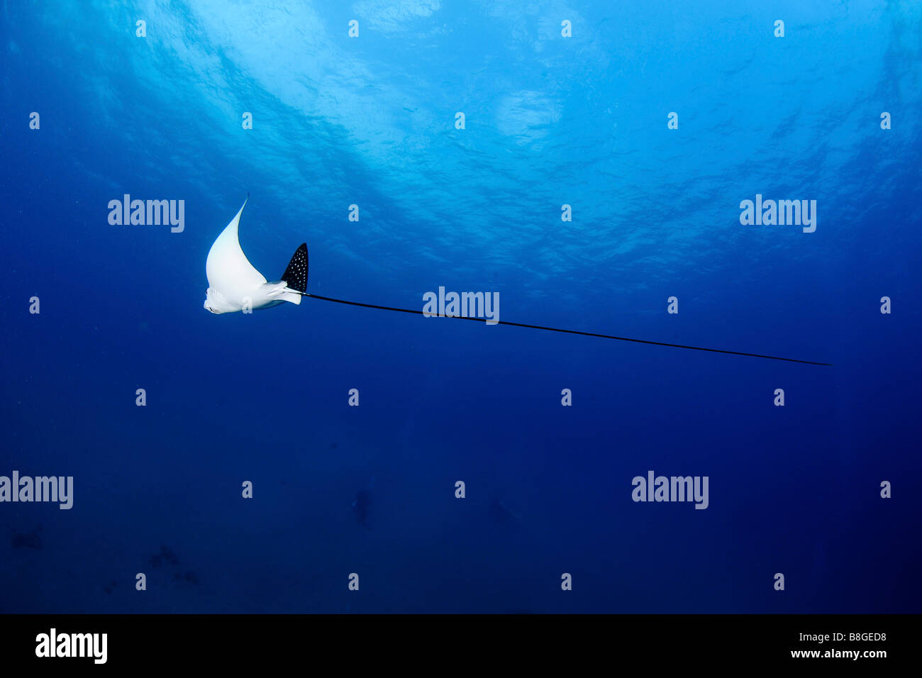 Israel Eilat Red Sea Underwater photograph of a manta ray Manta ...