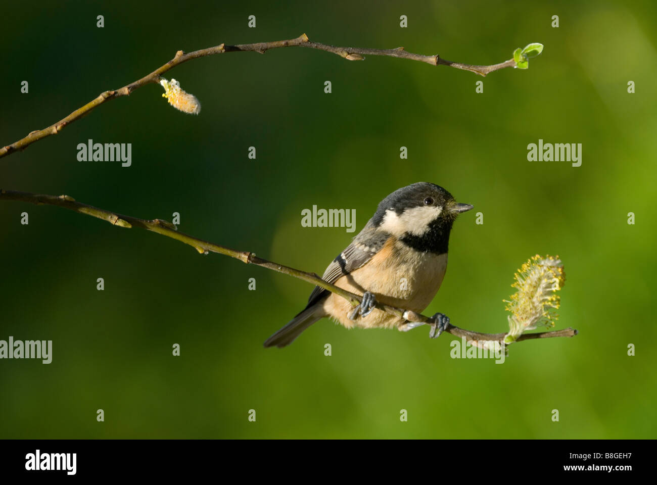 Coal tit (Parus ater) on grey willow (Salix atrocinerea) branch Stock ...