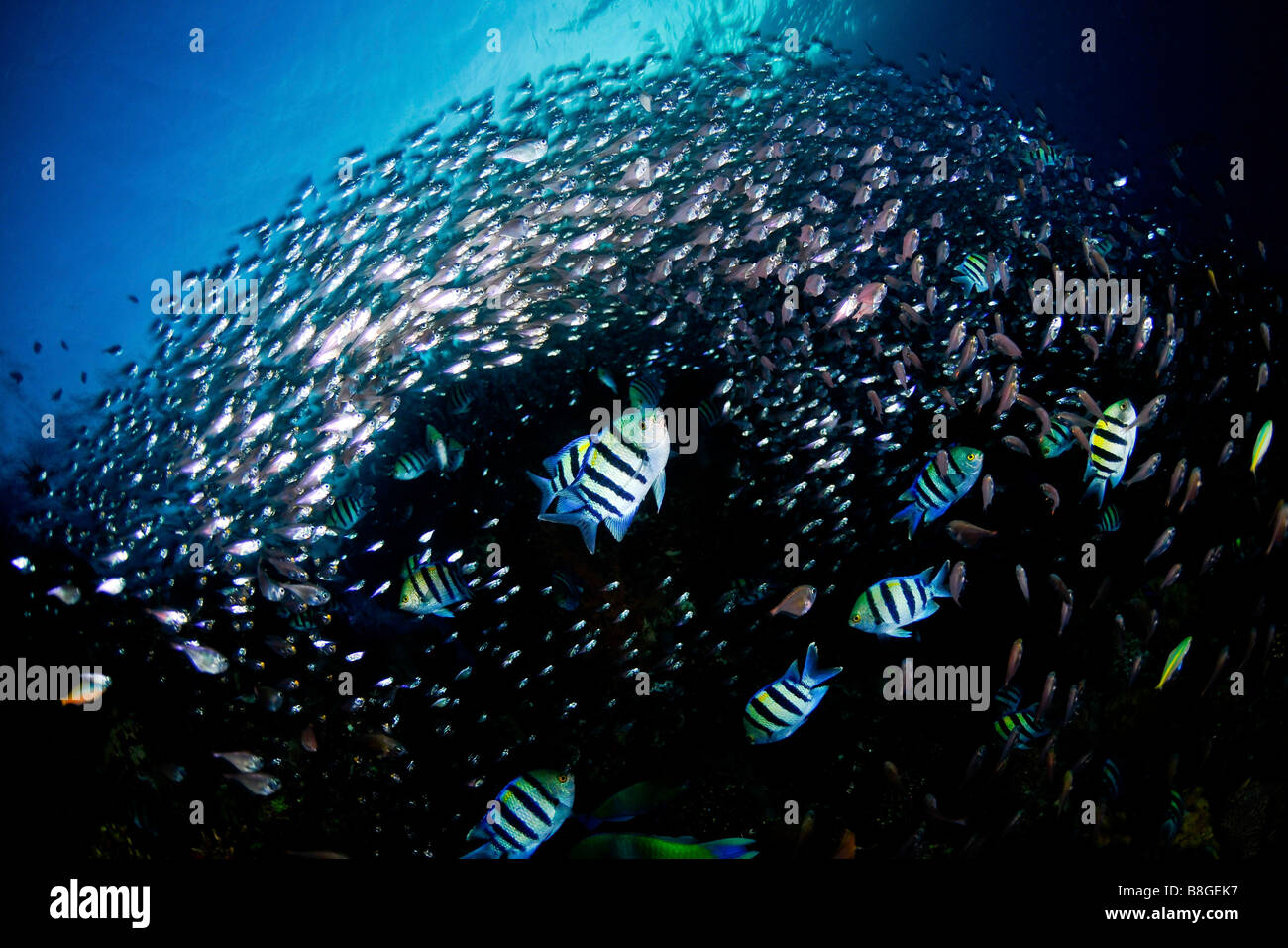 Israel Eilat Red Sea Underwater photograph of a Coral reef fish Stock ...