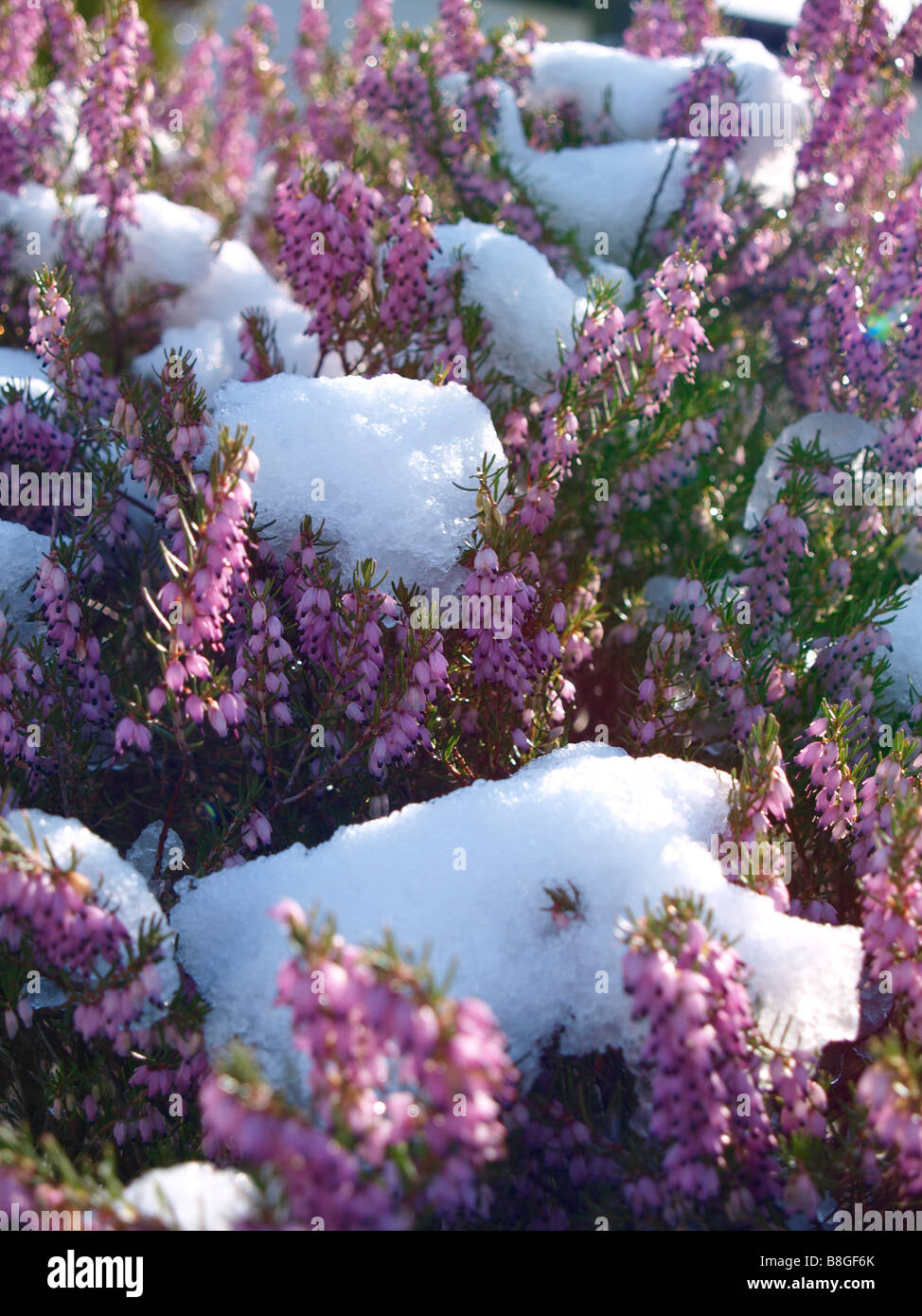 Pink heather under melting snow Stock Photo - Alamy