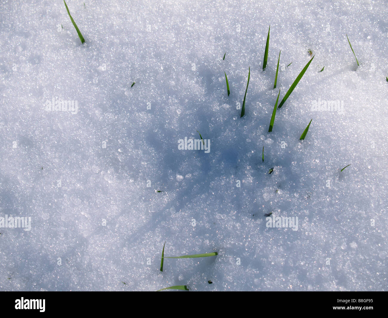 Grass pushing through snow hi-res stock photography and images - Alamy