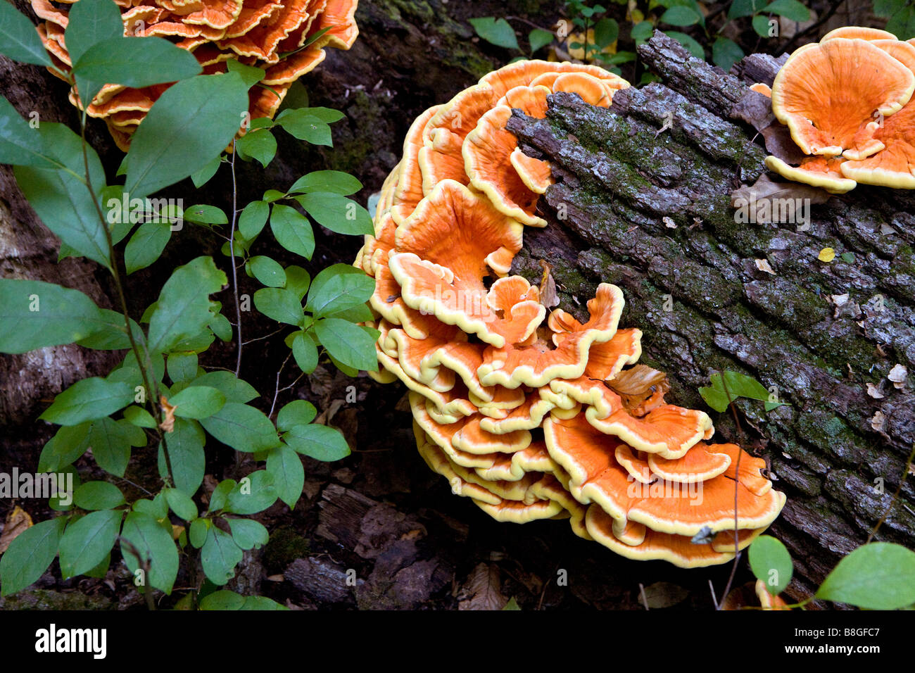 Shelf fungus tree hi-res stock photography and images - Alamy