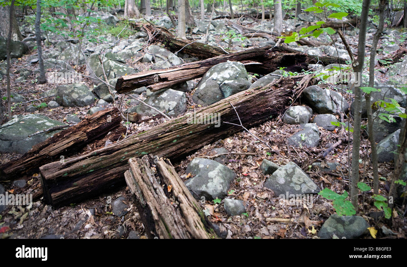 A single red maple leaf resting against a large rock on the floor of ...