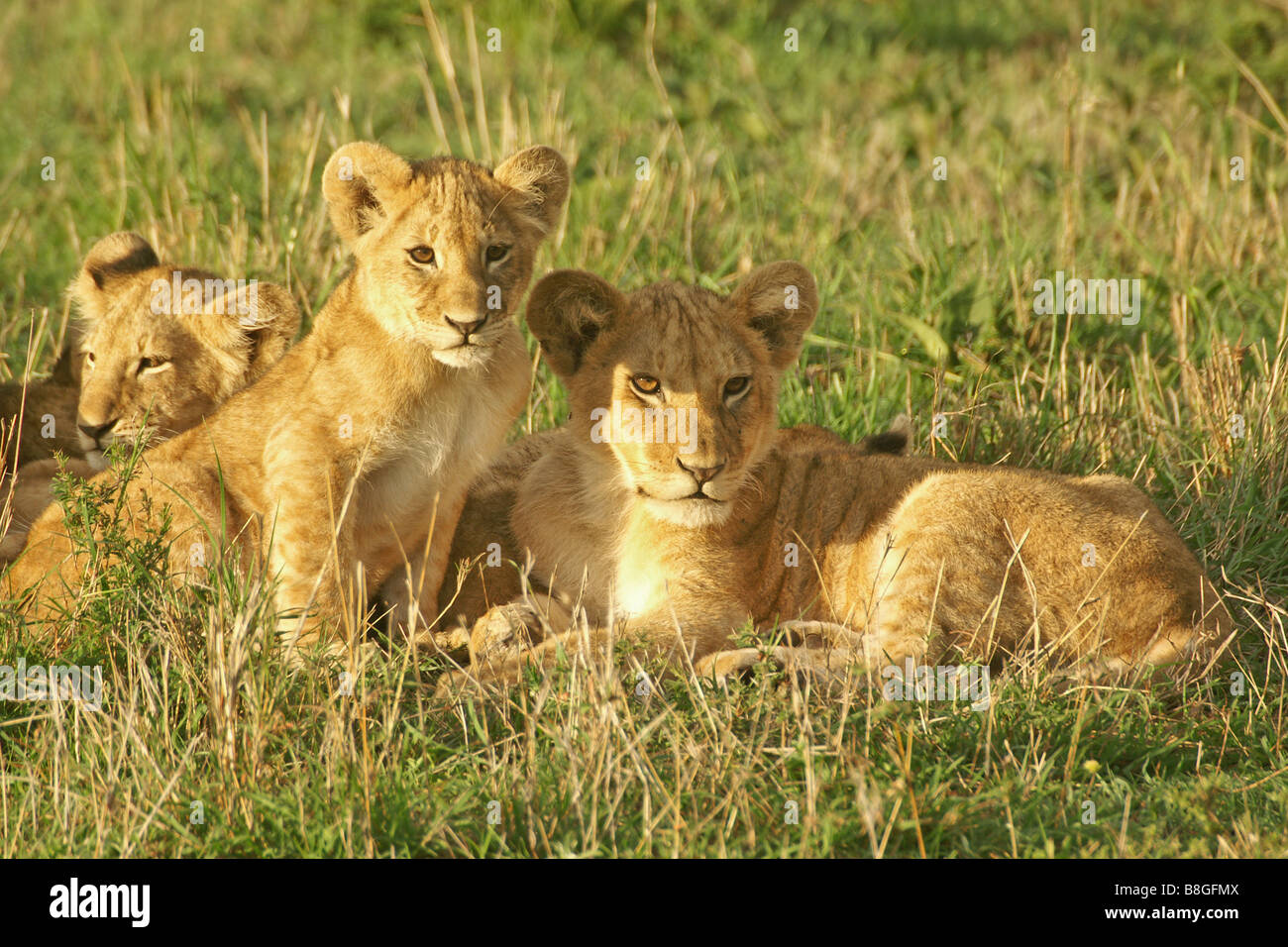 Lion cub siblings hi-res stock photography and images - Alamy