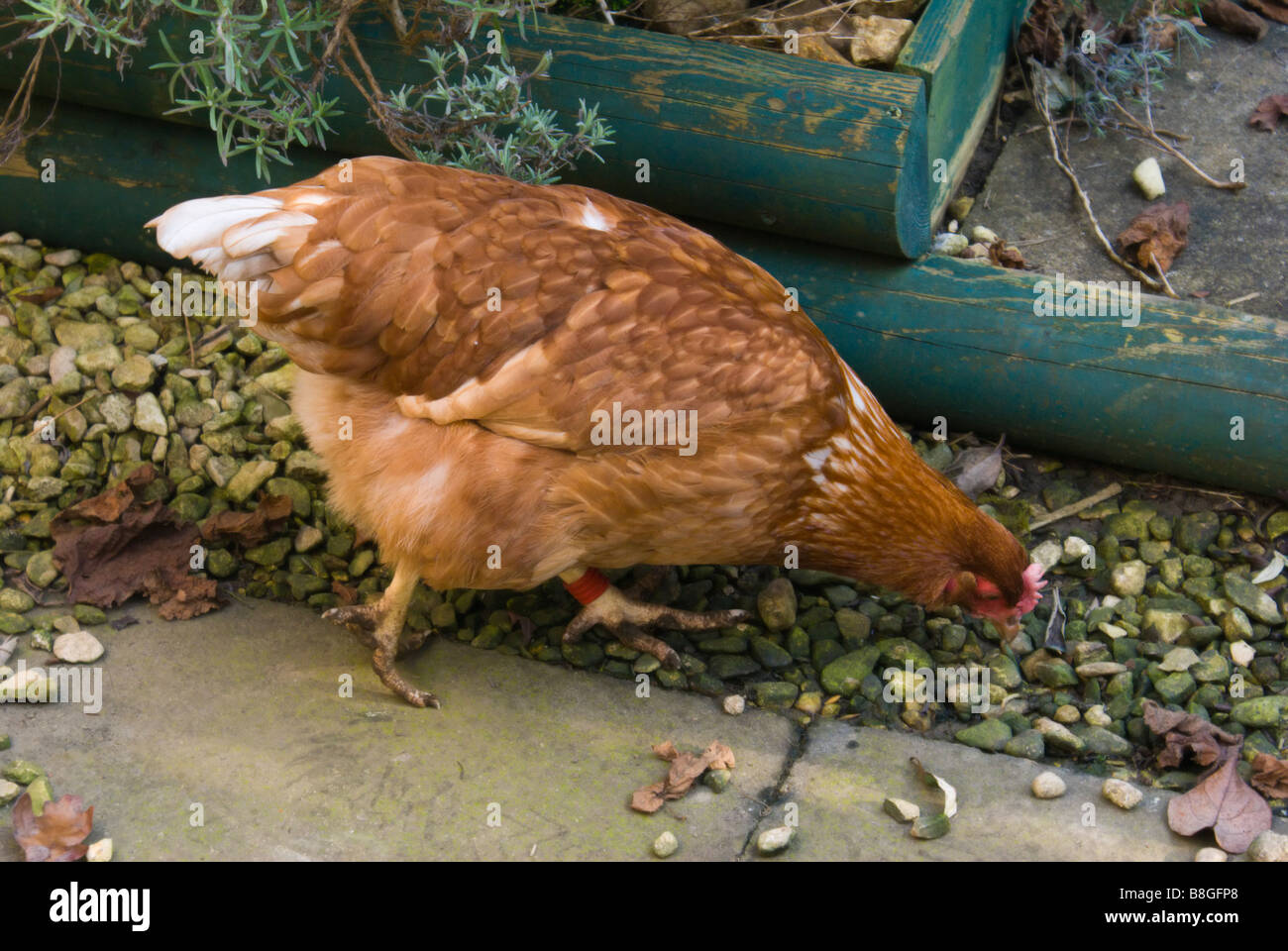 A Lohmann brown hen free range in a garden Stock Photo - Alamy A Lohmann brown hen free range in a garden Stock Photo - Alamy