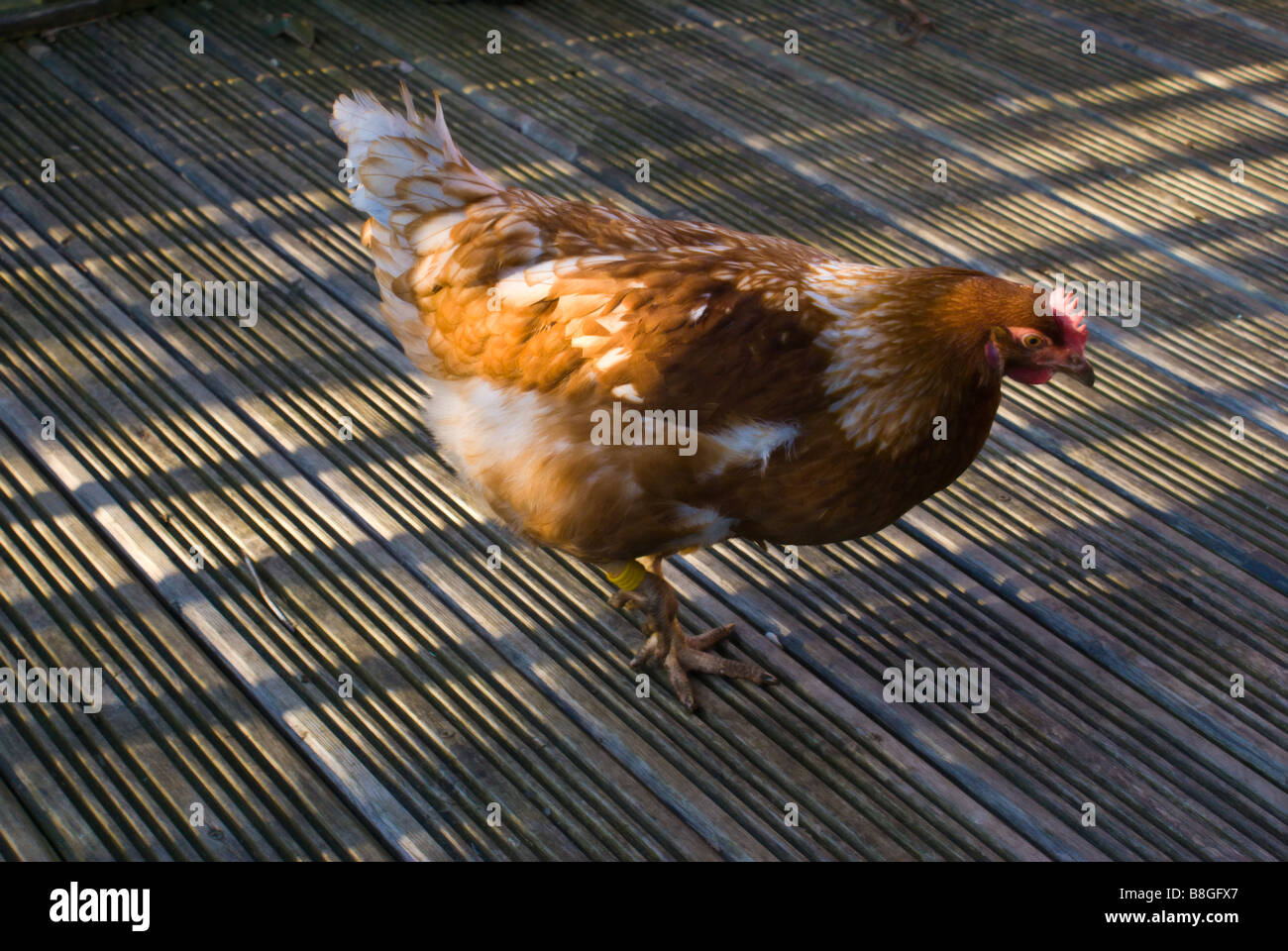 Lohmann chicken hi-res stock photography and images - Alamy
