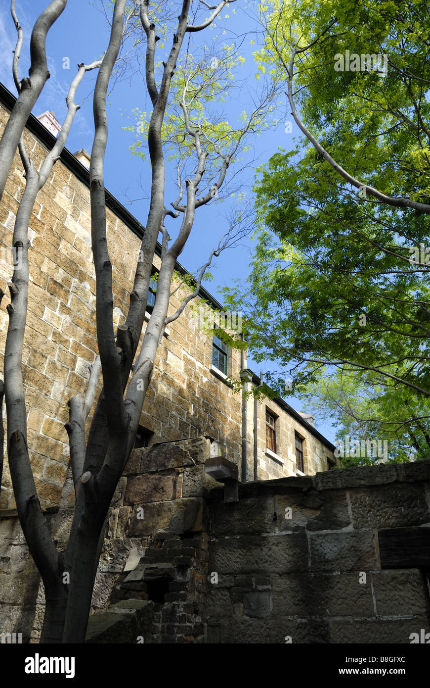 Trees growing in courtyard, The Rocks, Sydney, Australia Stock Photo ...