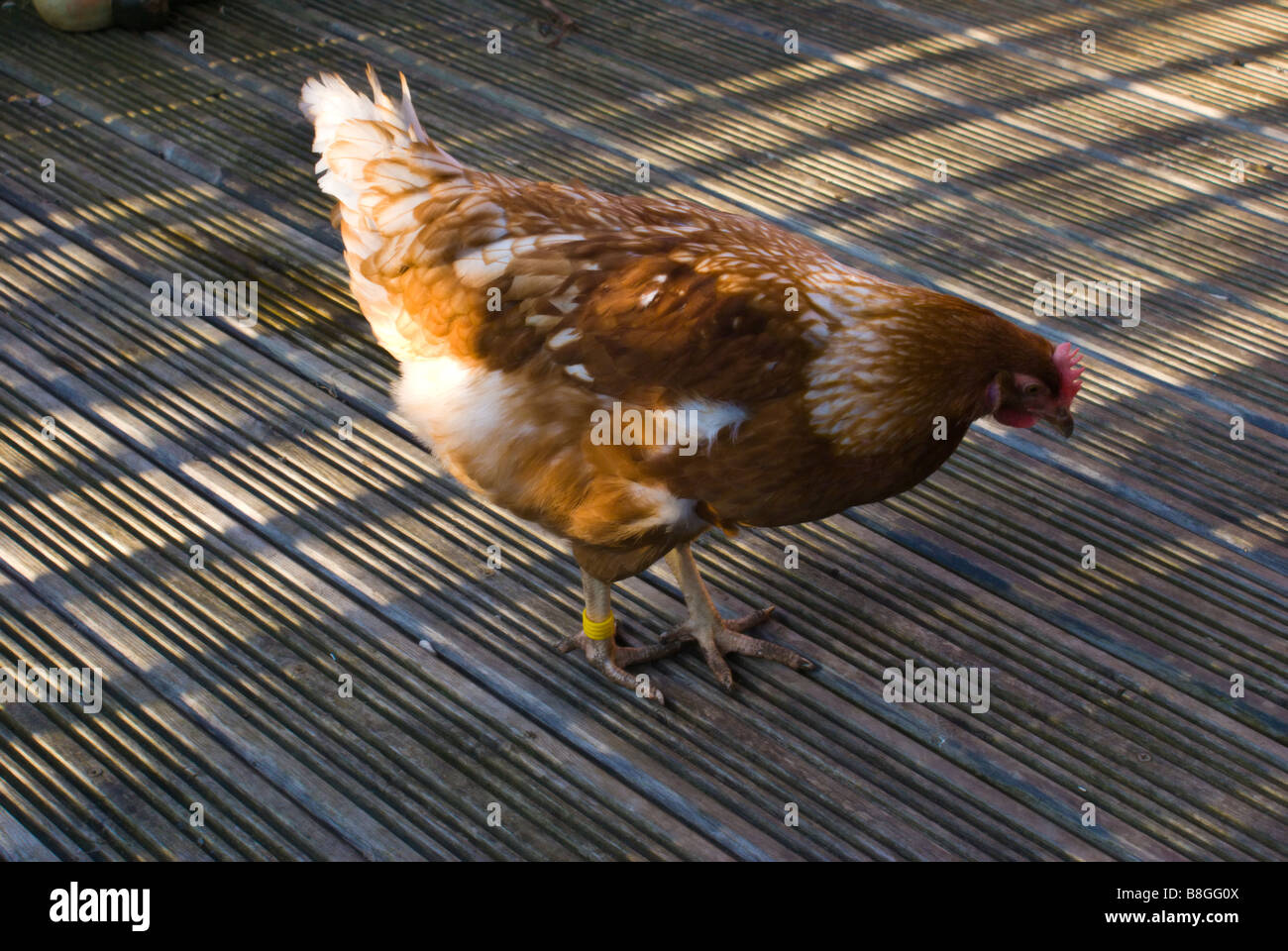 Loman High Resolution Stock Photography and Images - Alamy