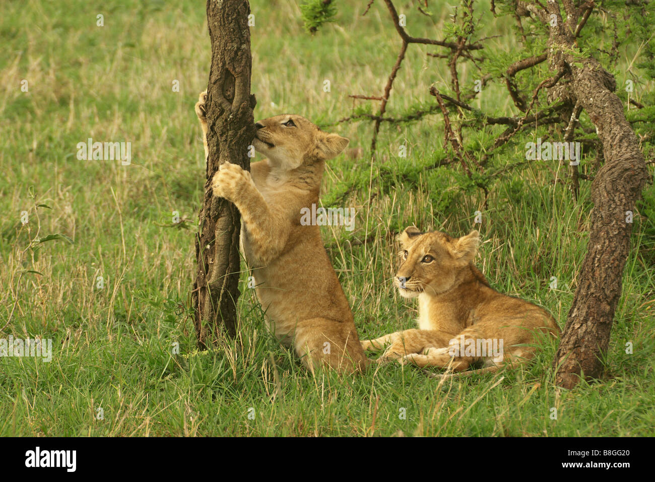 Lion cubs playing, Masai Mara, Kenya Stock Photo - Alamy